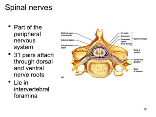 Lecture 9- Nervous system.ppt nerves of the body | PPT