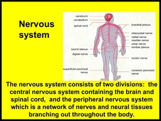Lecture 9- Nervous system.ppt nerves of the body | PPT