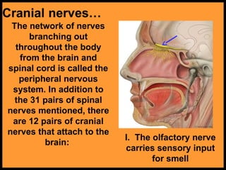 Lecture 9- Nervous system.ppt nerves of the body | PPT