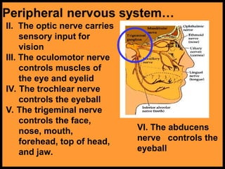 Lecture 9- Nervous system.ppt nerves of the body | PPT