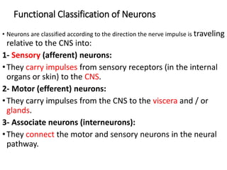 lect 9-nervous system physiology.pptx
