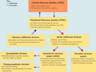 lect 9-nervous system physiology.pptx