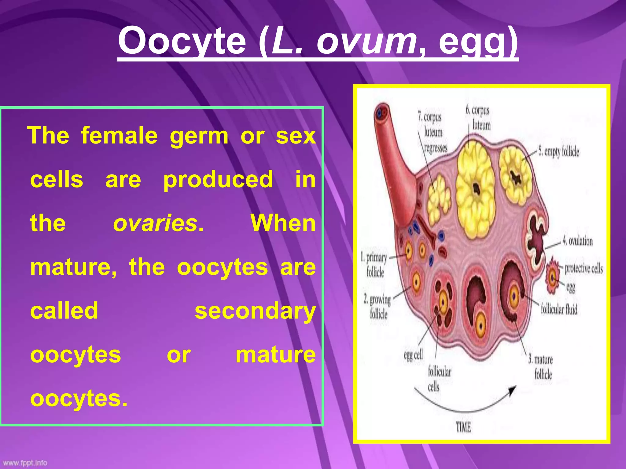 embriology of human | PPT