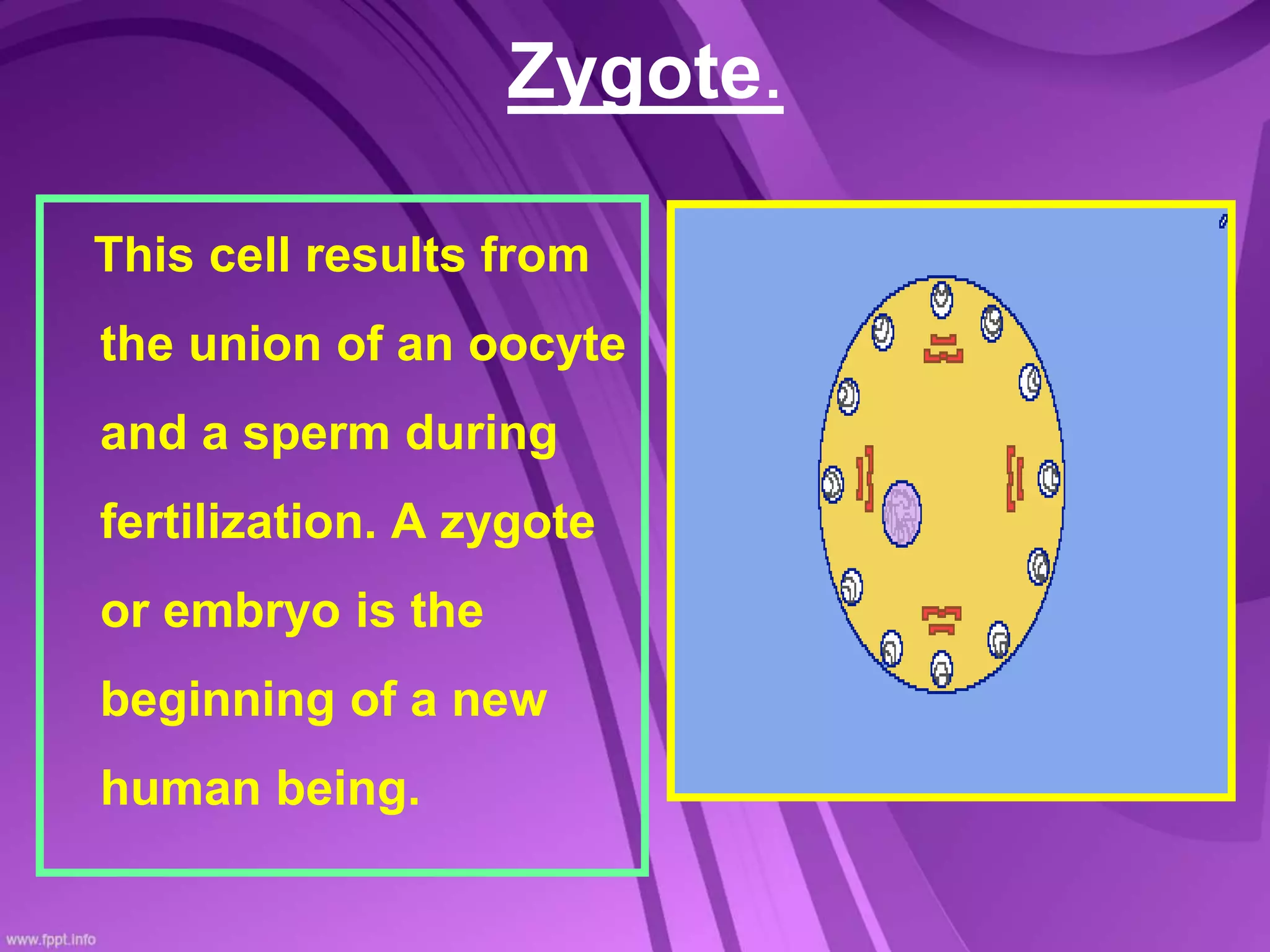 embriology of human | PPT
