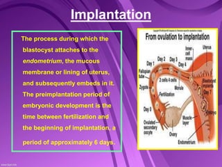 embriology of human | PPT
