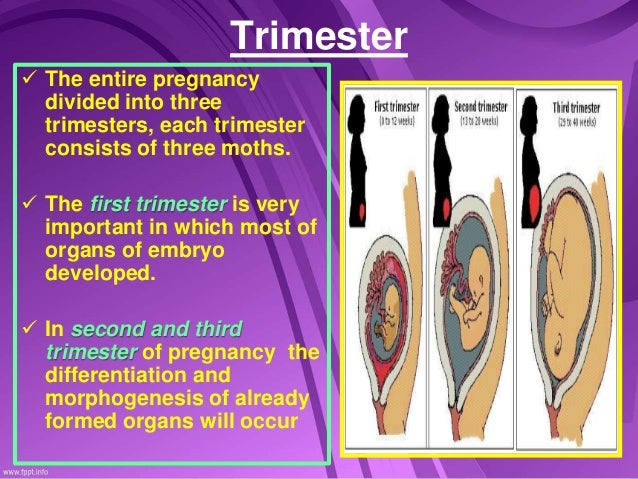 embriology of human