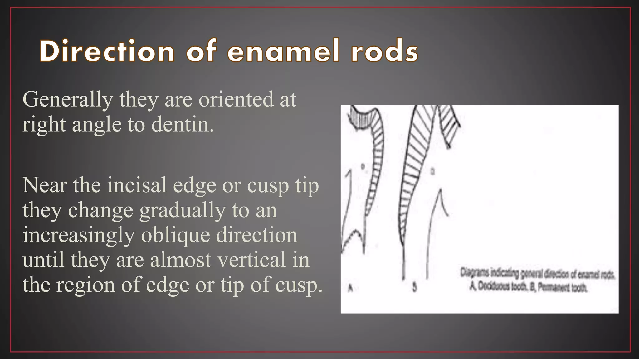 1st BDS Lecture on tooth Enamel | PPTX