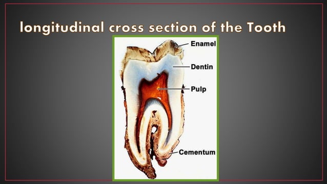 1st BDS Lecture on tooth Enamel | PPTX | Dental Health | Diseases and Conditions