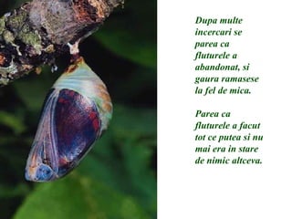 Lectia fluturelui | PPS