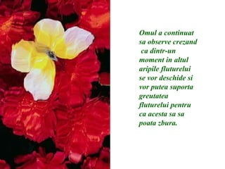 Lectia Fluturelui | PPT