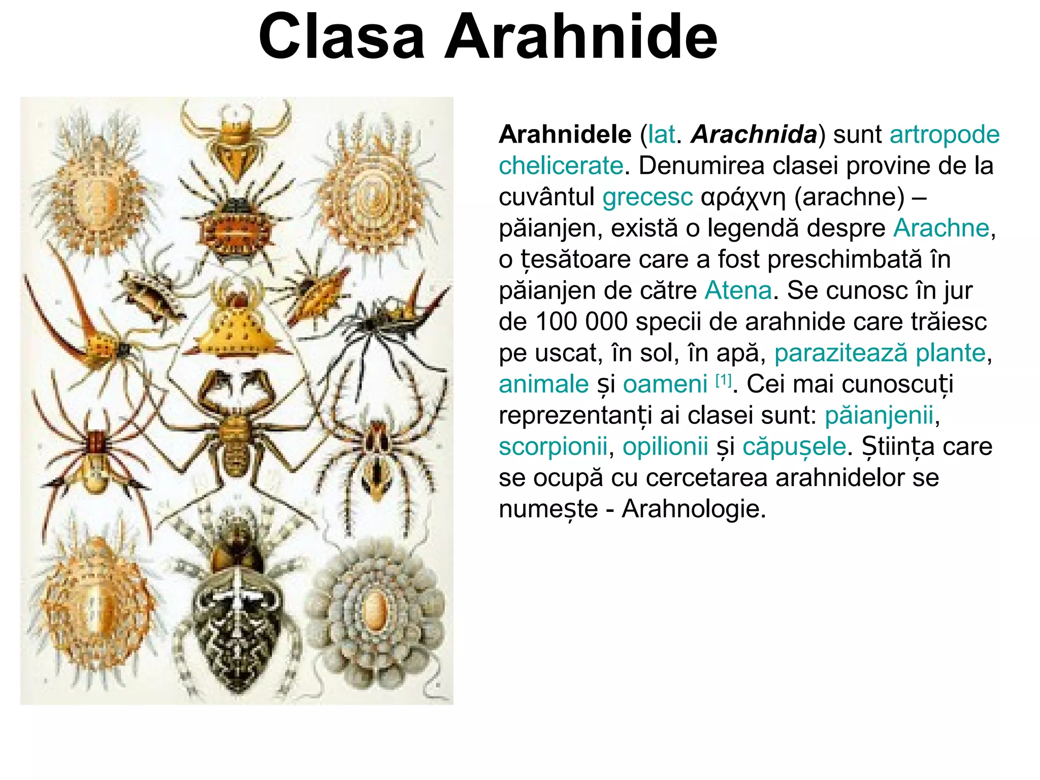 Artropode Cristi Grigorii | PPT