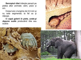 Artropode Cristi Grigorii | PPT