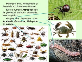 Artropode Cristi Grigorii | PPT