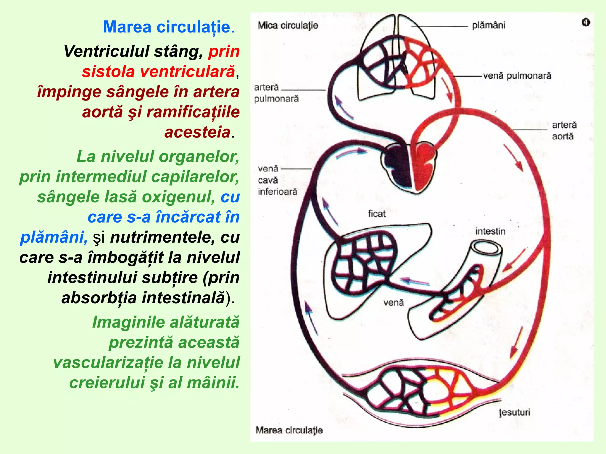 Lectie 24 fiziologia_sistemului_circulator. | PPT