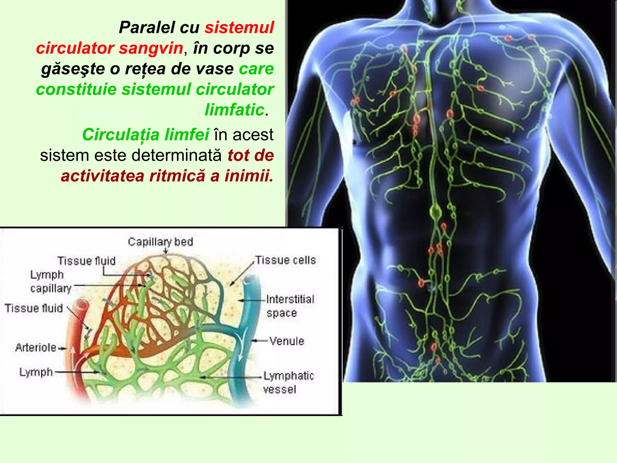 Lectie 24 fiziologia_sistemului_circulator. | PPT