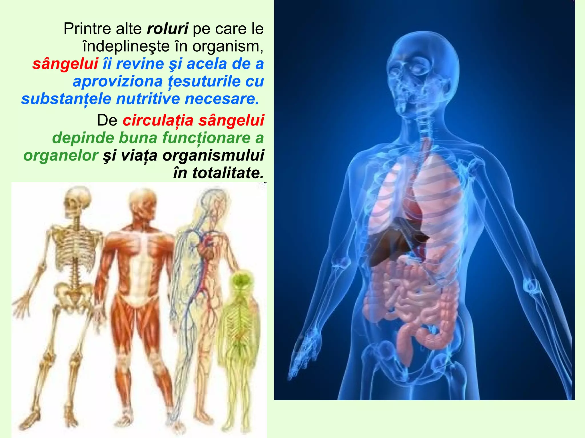 Lectie 24 fiziologia_sistemului_circulator. | PPT