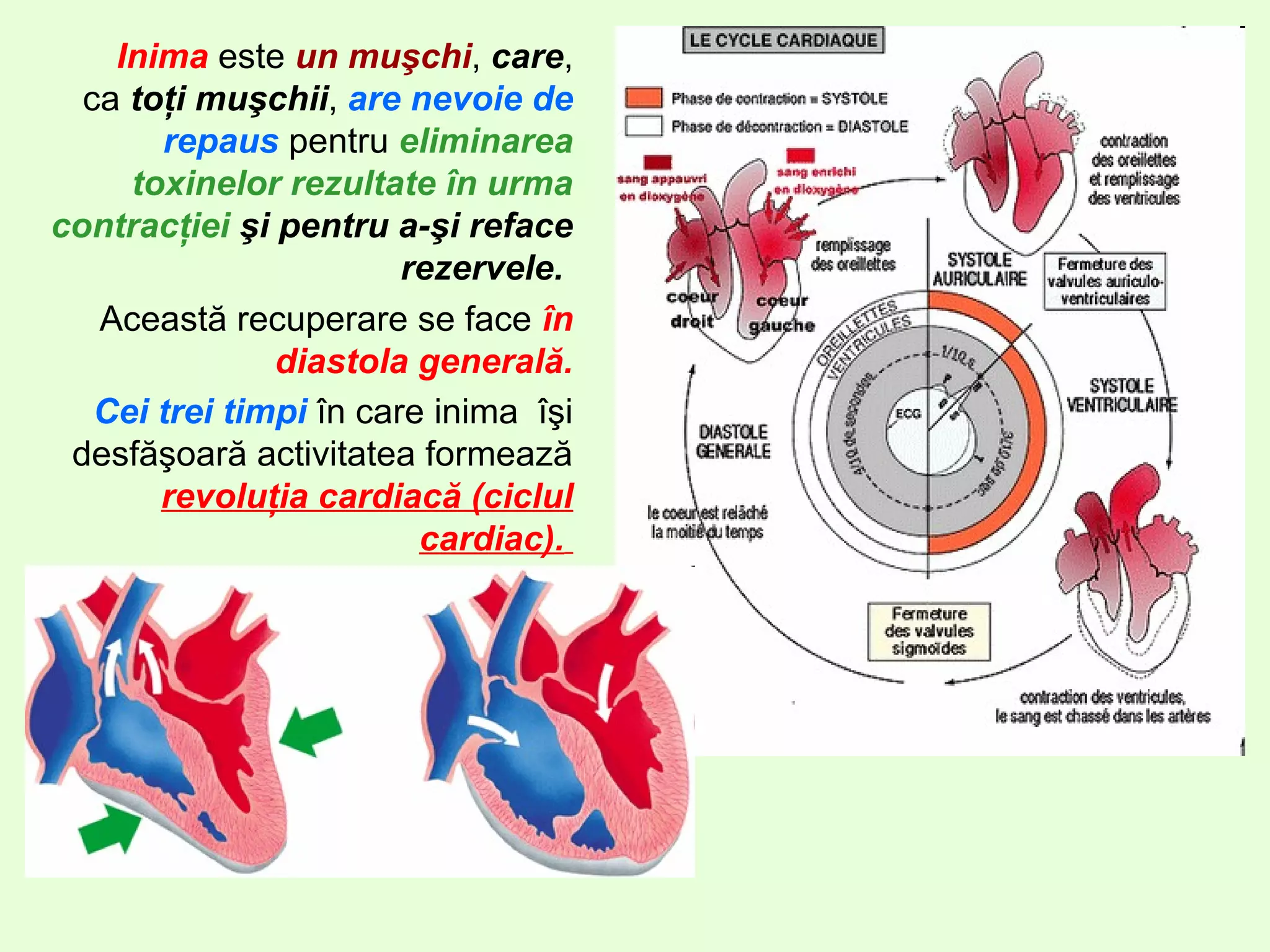 Lectie 24 fiziologia_sistemului_circulator. | PPT