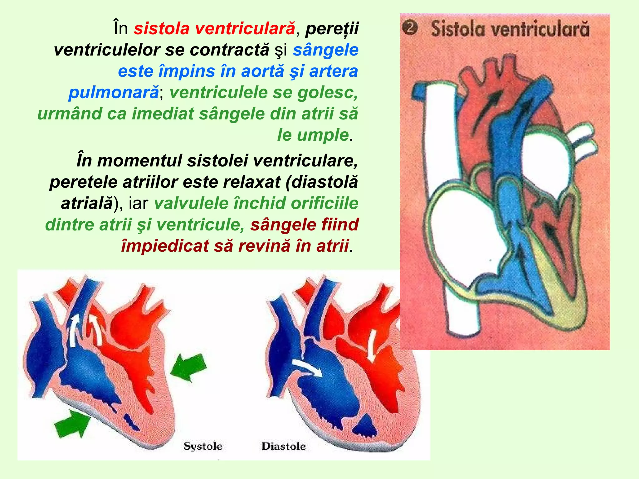 Lectie 24 fiziologia_sistemului_circulator. | PPT