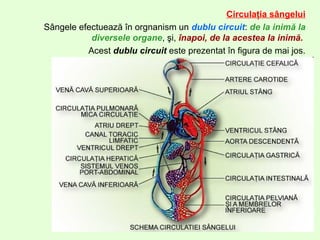 Lectie 24 fiziologia_sistemului_circulator. | PPT