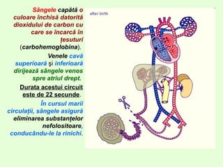 Lectie 24 fiziologia_sistemului_circulator. | PPT