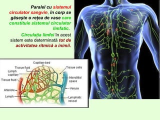 Lectie 24 fiziologia_sistemului_circulator. | PPT