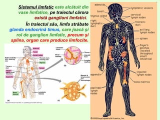 Lectie 24 fiziologia_sistemului_circulator. | PPT