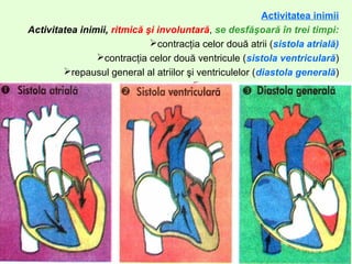 Lectie 24 fiziologia_sistemului_circulator. | PPT