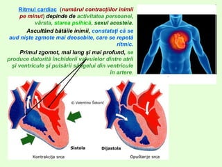 Lectie 24 fiziologia_sistemului_circulator. | PPT