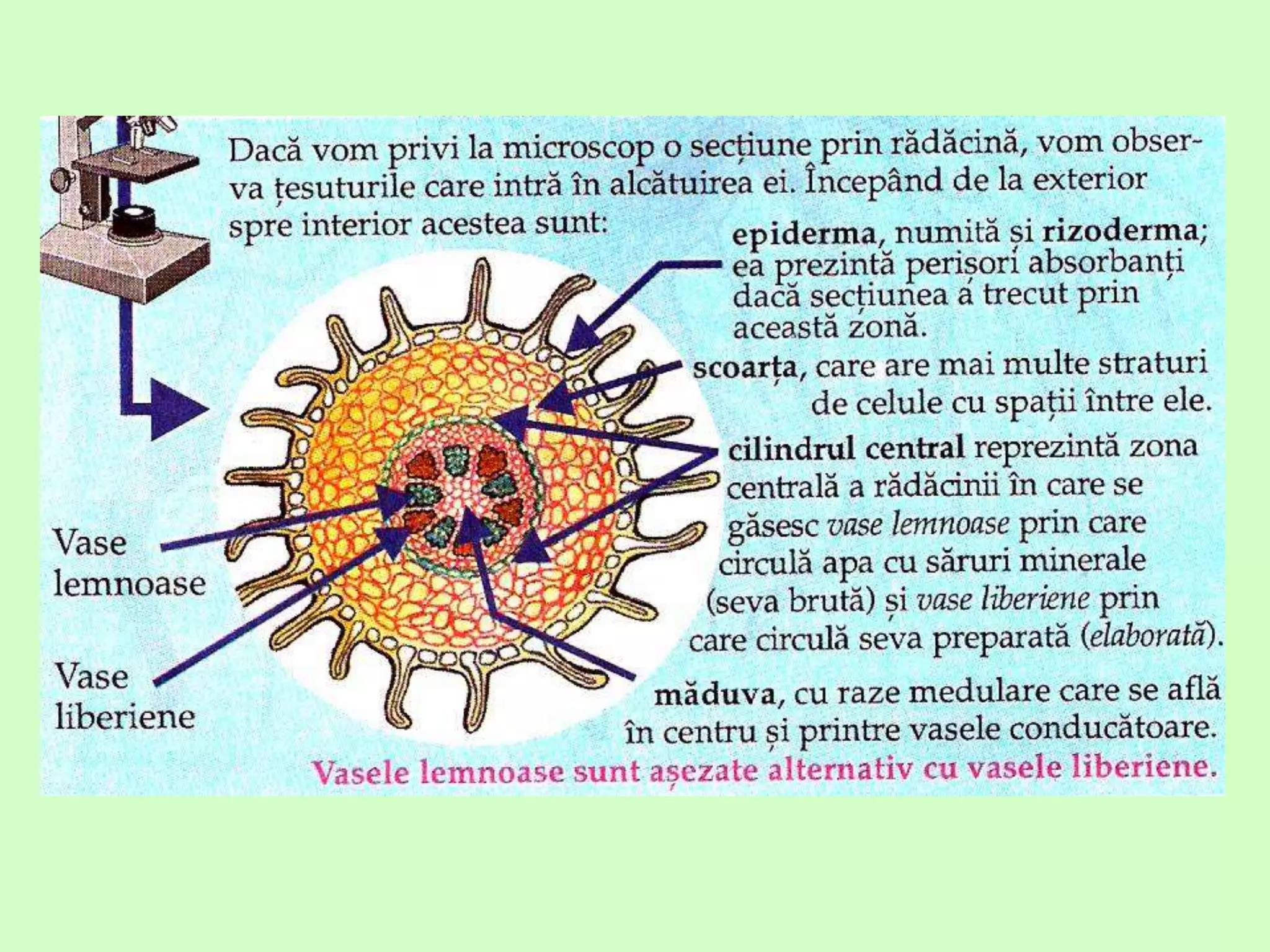 Lectie5 alcatuireageneralaauneiplantecuflori.radacina. | PPT