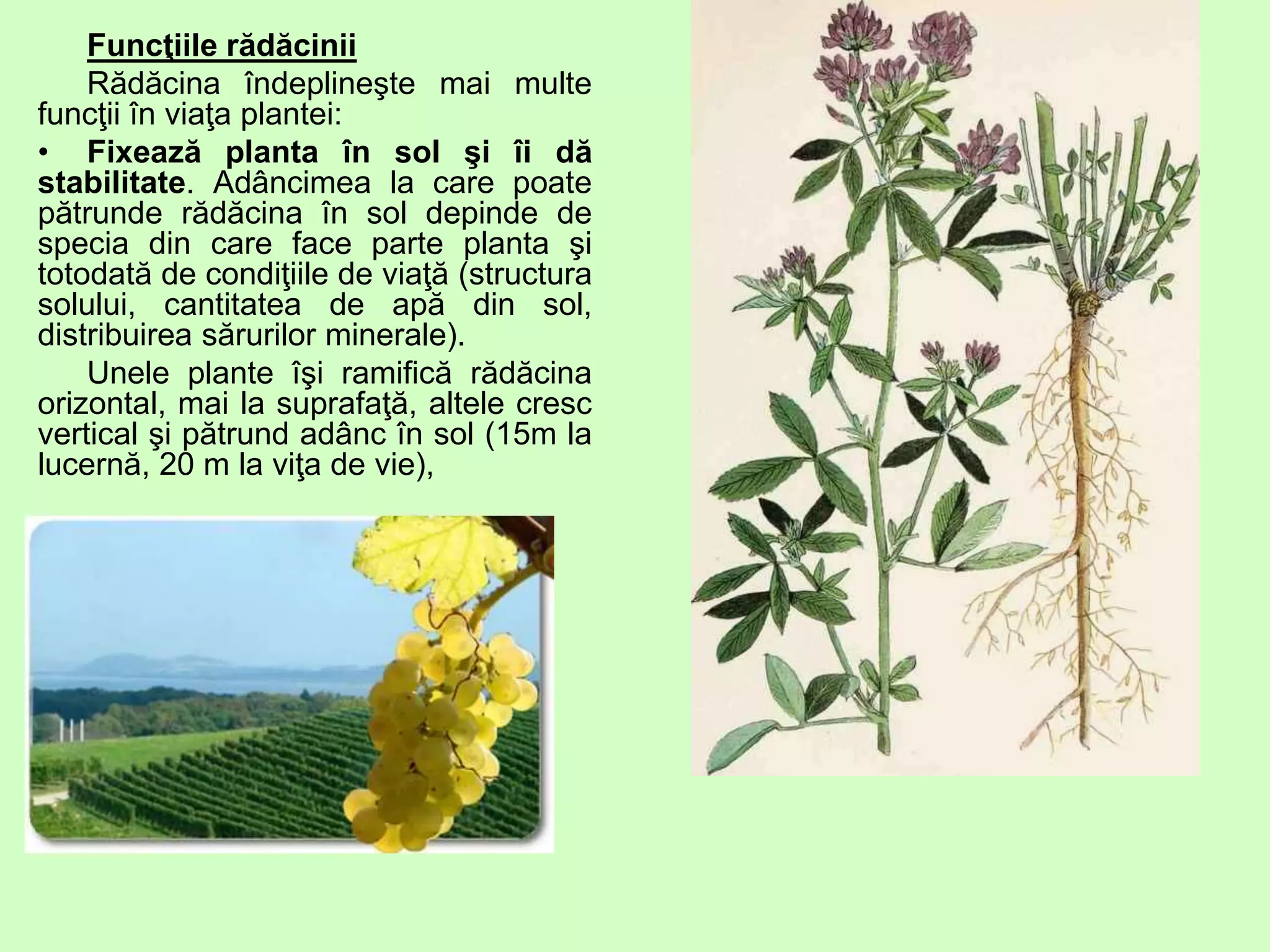 Lectie5 alcatuireageneralaauneiplantecuflori.radacina. | PPT