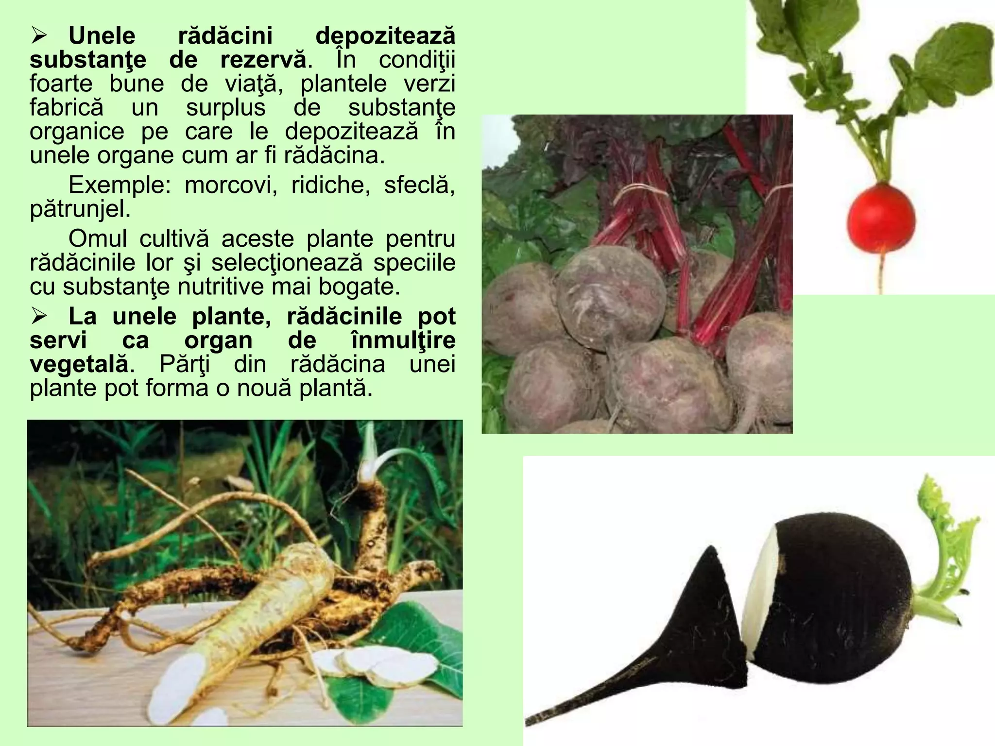 Lectie5 alcatuireageneralaauneiplantecuflori.radacina. | PPT