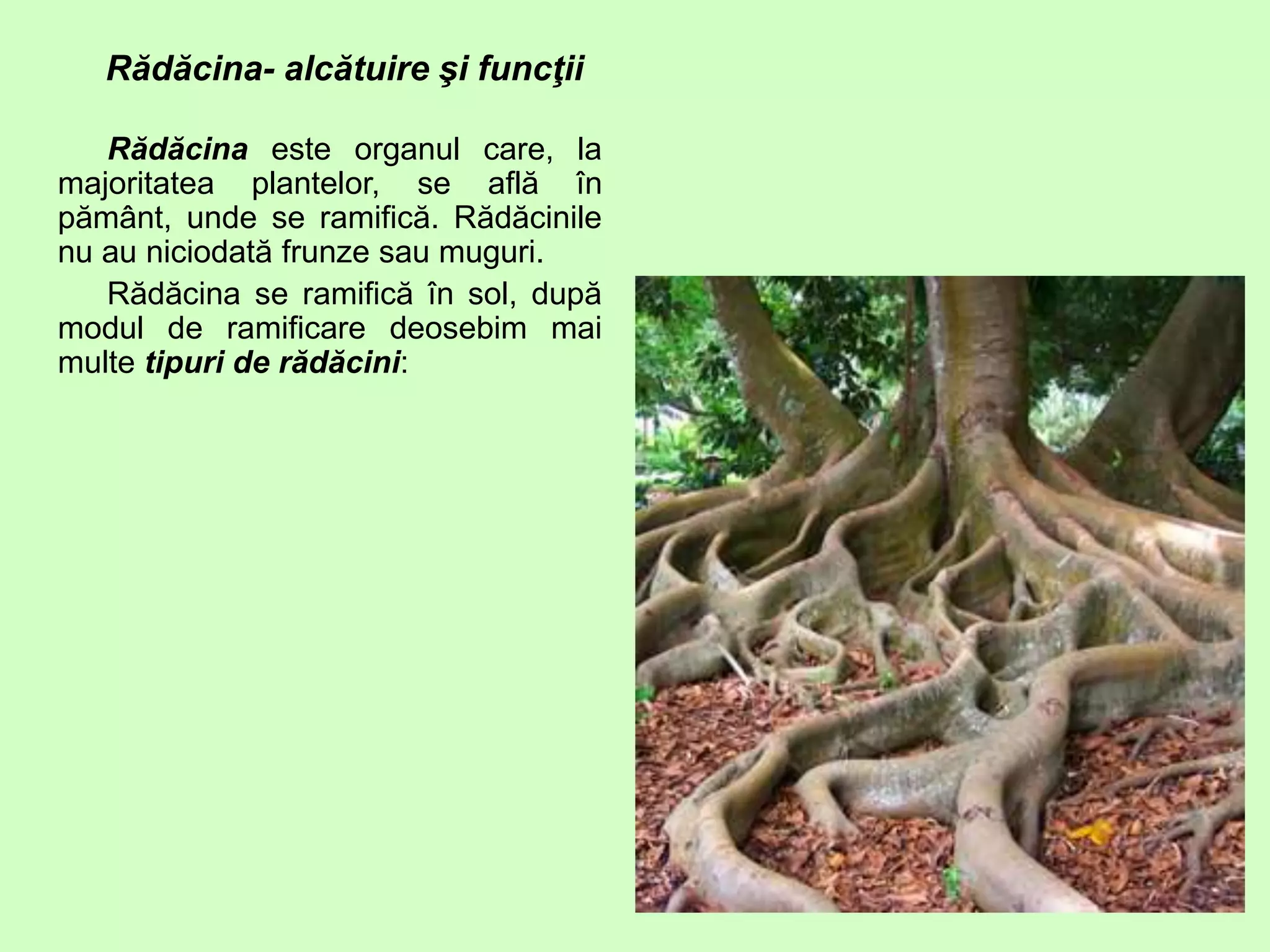 Lectie5 alcatuireageneralaauneiplantecuflori.radacina. | PPT
