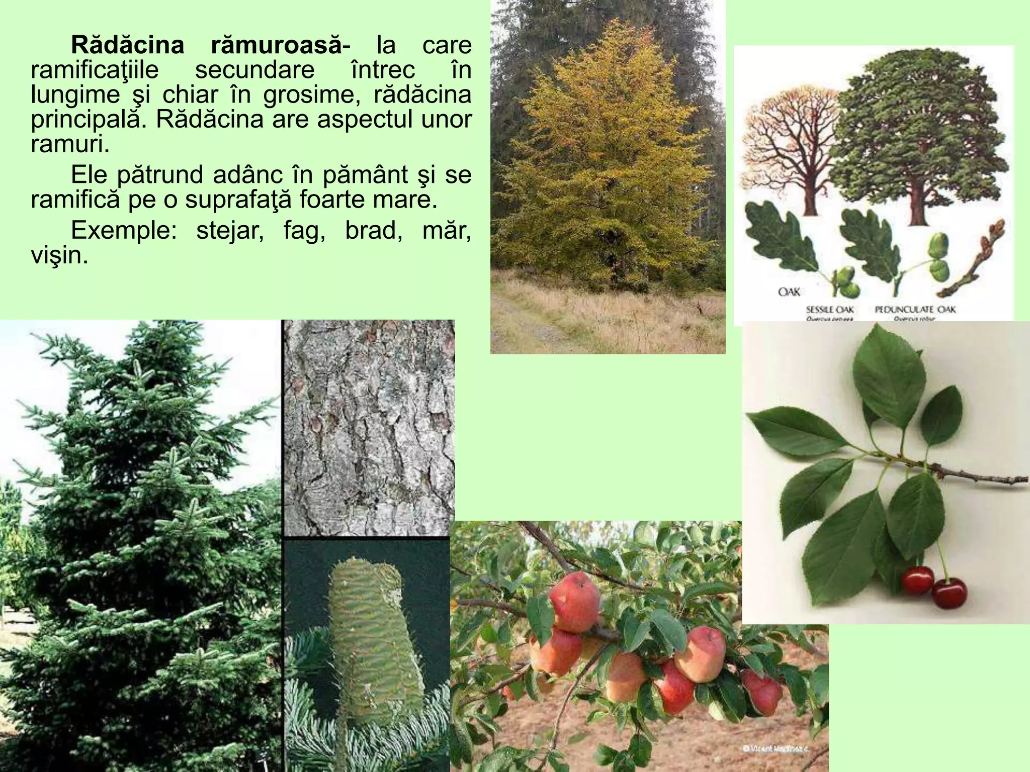 Lectie5 alcatuireageneralaauneiplantecuflori.radacina. | PPT