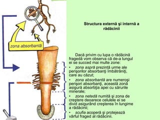 Lectie5 alcatuireageneralaauneiplantecuflori.radacina. | PPT