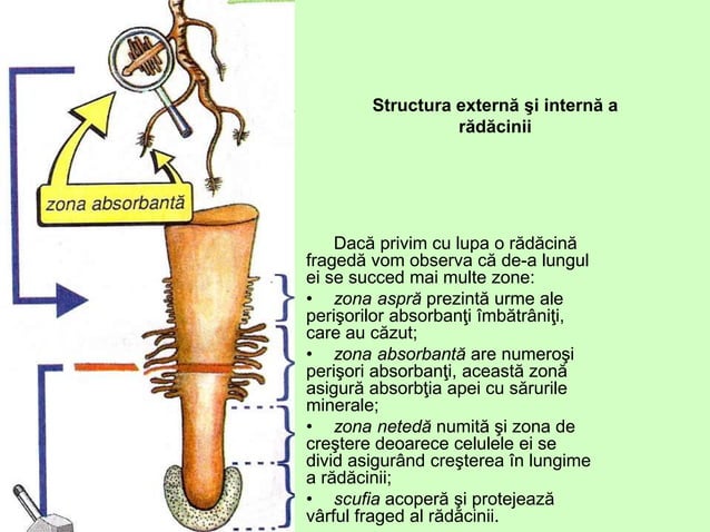 Lectie5 alcatuireageneralaauneiplantecuflori.radacina. | PPT