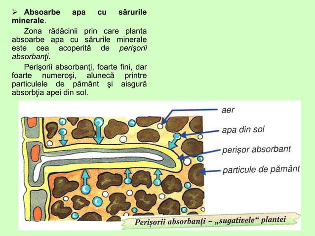 Lectie5 alcatuireageneralaauneiplantecuflori.radacina. | PPT