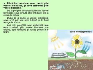 Lectie5 alcatuireageneralaauneiplantecuflori.radacina. | PPT