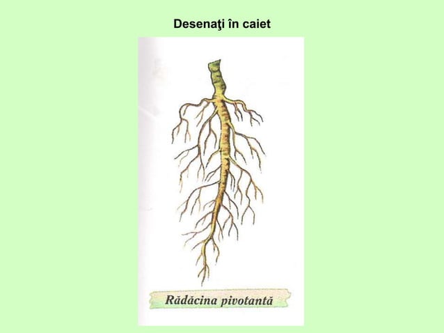 Lectie5 alcatuireageneralaauneiplantecuflori.radacina. | PPT