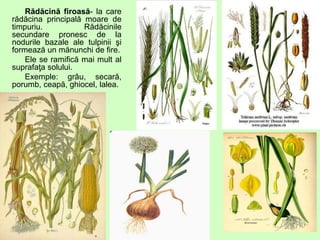 Lectie5 alcatuireageneralaauneiplantecuflori.radacina. | PPT