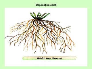 Lectie5 alcatuireageneralaauneiplantecuflori.radacina. | PPT