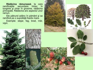 Lectie5 alcatuireageneralaauneiplantecuflori.radacina. | PPT