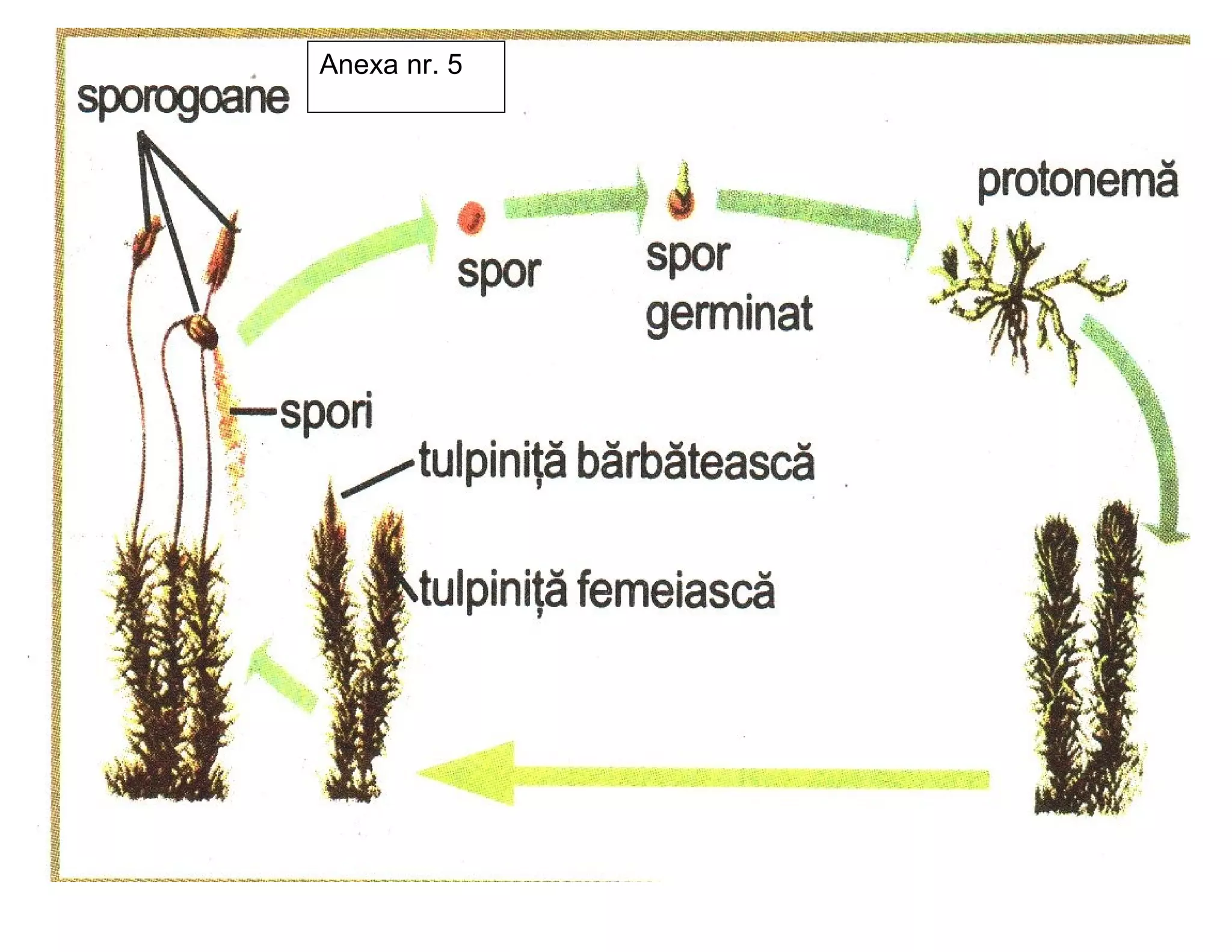 Lectie muschi ferigi_eval | PDF