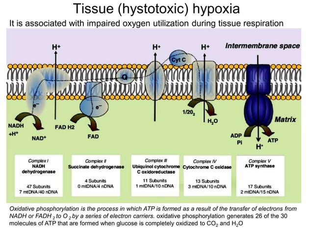 Hypoxia physiology and everything included | PPT