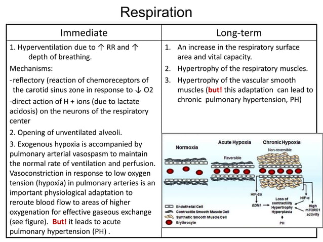 Hypoxia physiology and everything included | PPT