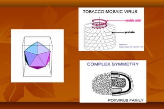 Lect no.1 a introduction to virology-gen.prop and class | PPT | Biological Sciences | Science