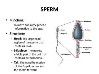 Lect on Male reproductive system .pptx