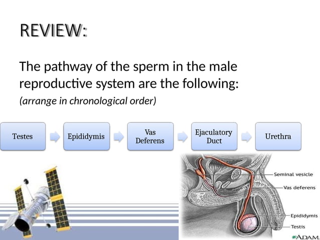 Lect on Male reproductive system .pptx