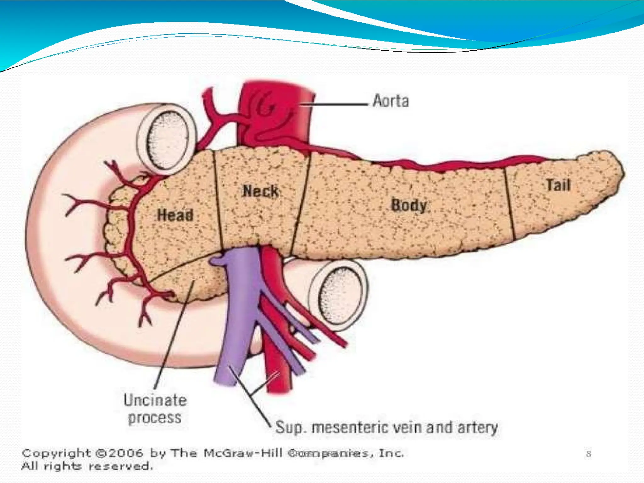 Lect on Pancreas.pptx slides briefly note | PPT