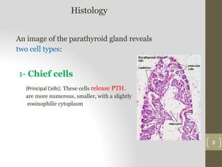 Lect on Parathyroid gland.pptx briefly note | PPT