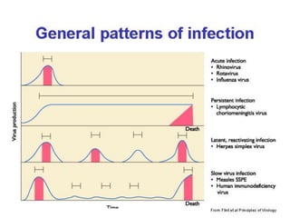 Lectral 5.Viral pathogenesis and viral genetics.pdf